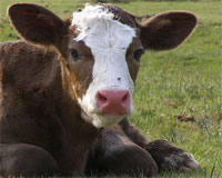 Hauteurs des fils - Tresselec Clôture électrique
